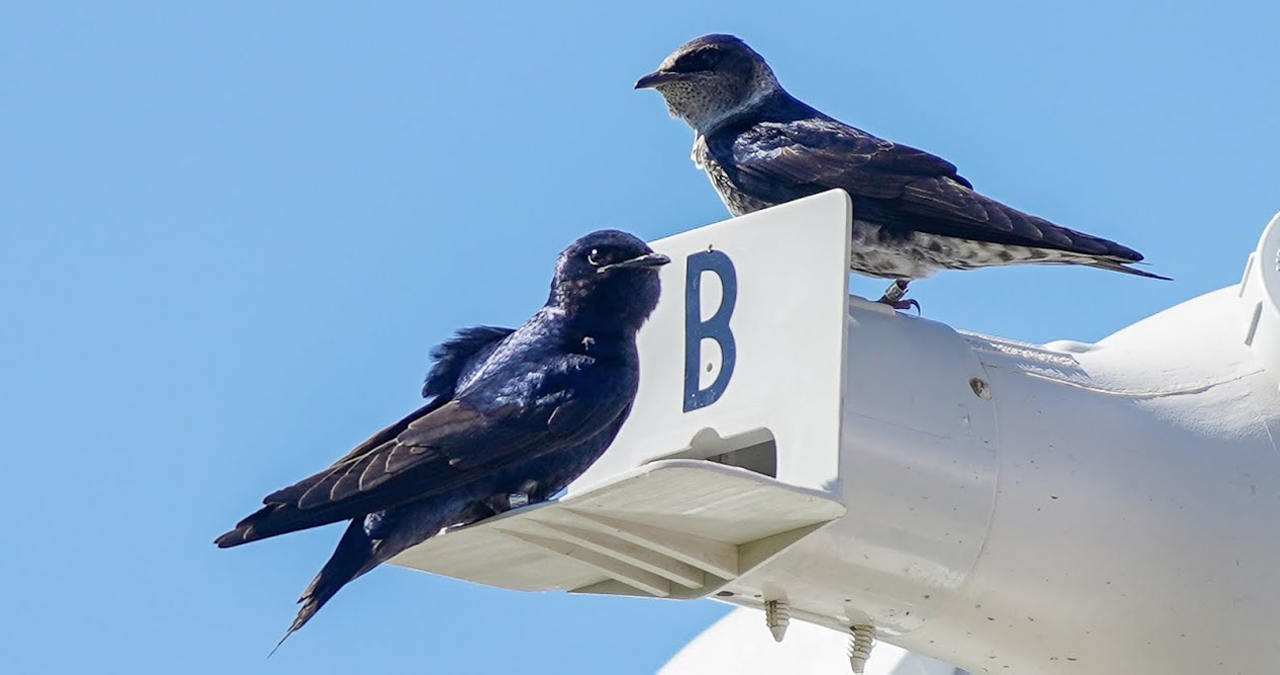 Purple Martins Return to Walt Disney World