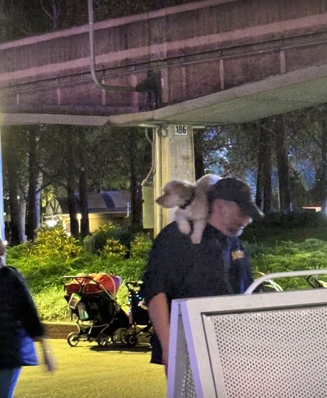 WATCH: Service Dog Sitting on Owner’s Head in Queue of Guardians of the ...